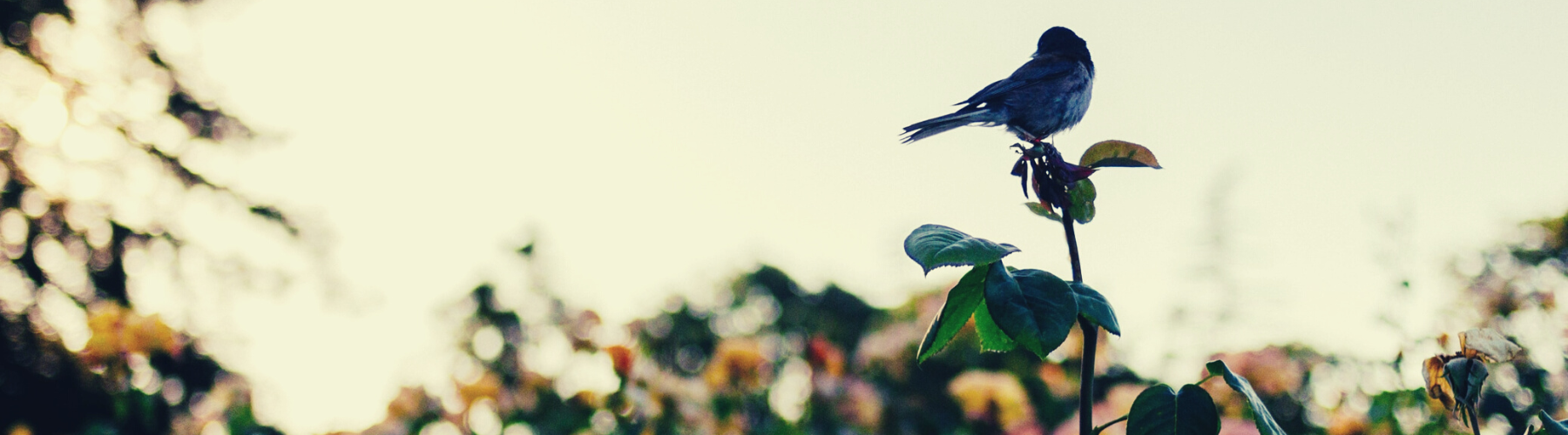 Option 2: Individual Service Fund - Cornerstone SDS